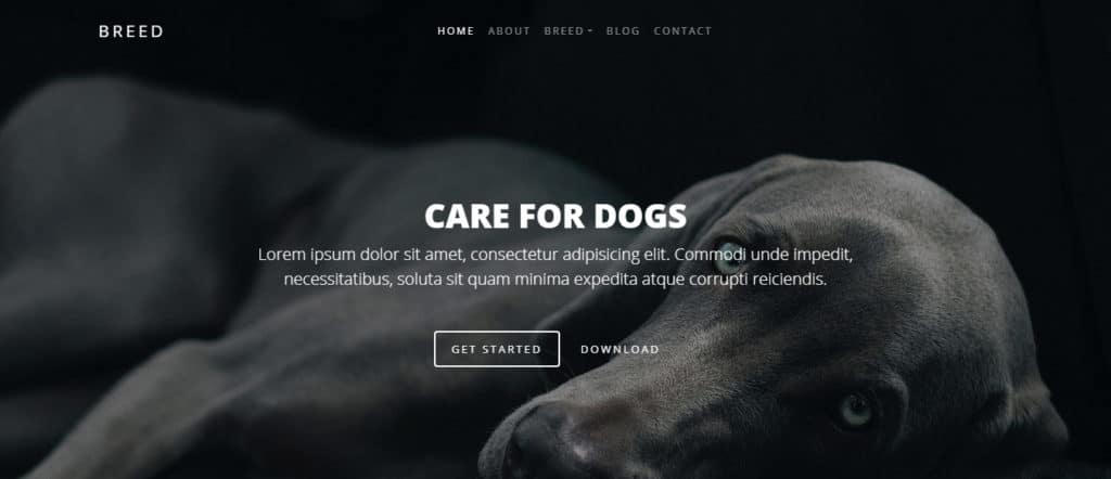 40 Free Animal & Pets Website Template For Animal Based Sites 2021