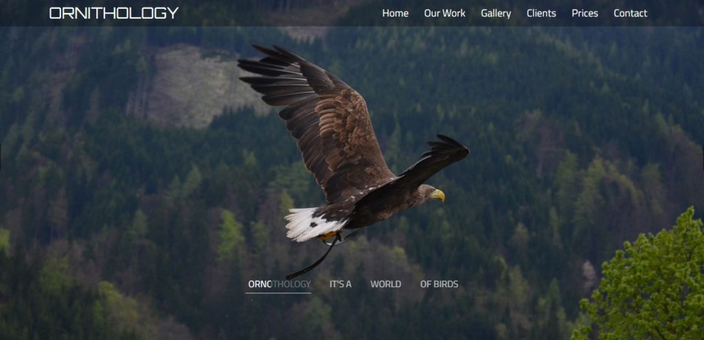 40 Free Animal & Pets Website Template For Animal Based Sites 2021